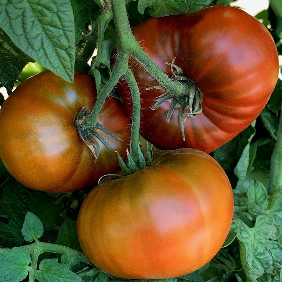 Tasmanian Chocolate Tomato | Heirloom | Organic - Tim's Tomatoes