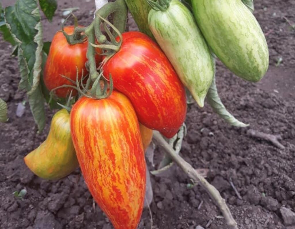 Speckled Roman Tomato Seeds - Tim's Tomatoes