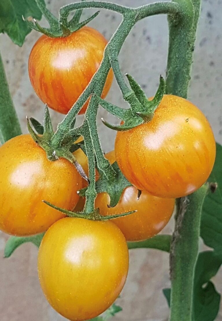 Sunrise Bumble Bee Tomato Seeds - Tim's Tomatoes