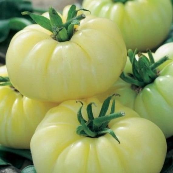 White Beauty Tomato Seeds - Tim's Tomatoes
