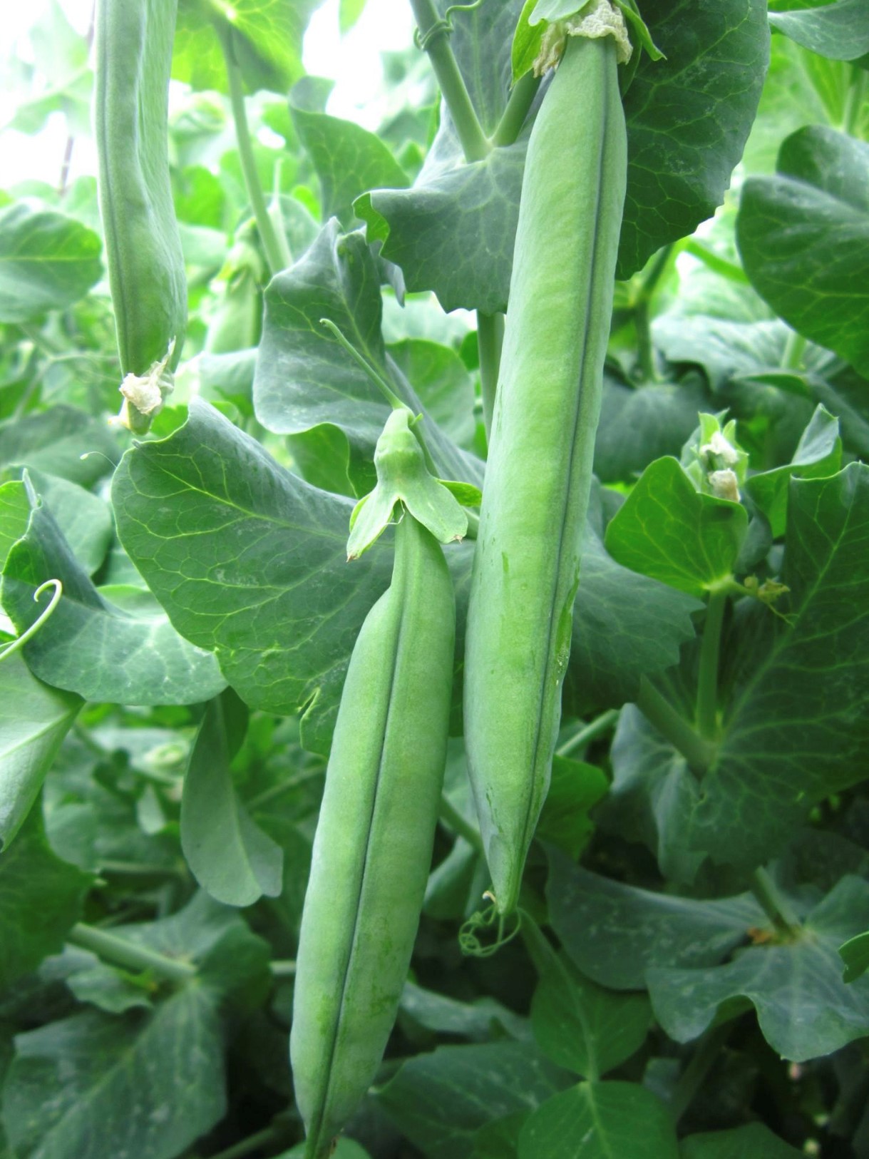 Mr. Big Garden Pea | Organic | Tim's Tomatoes