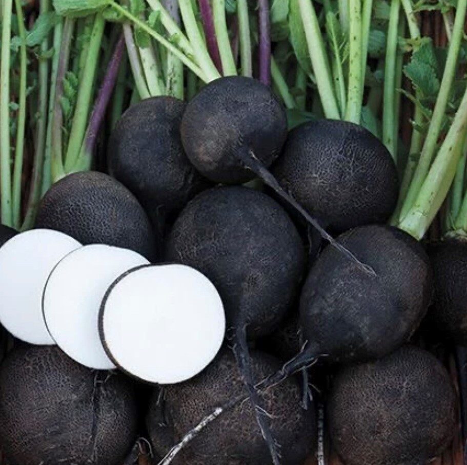 Black Spanish Round Radish Seeds | Heirloom | Tim's Tomatoes