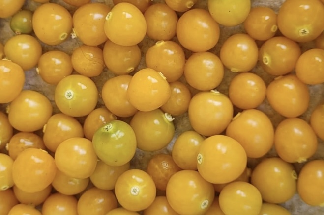 Golden Berry (aka Peruvian Ground Cherry) | Tim's Tomatoes