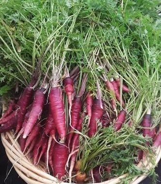 Cosmic Purple Carrot Seeds - Tim's Tomatoes