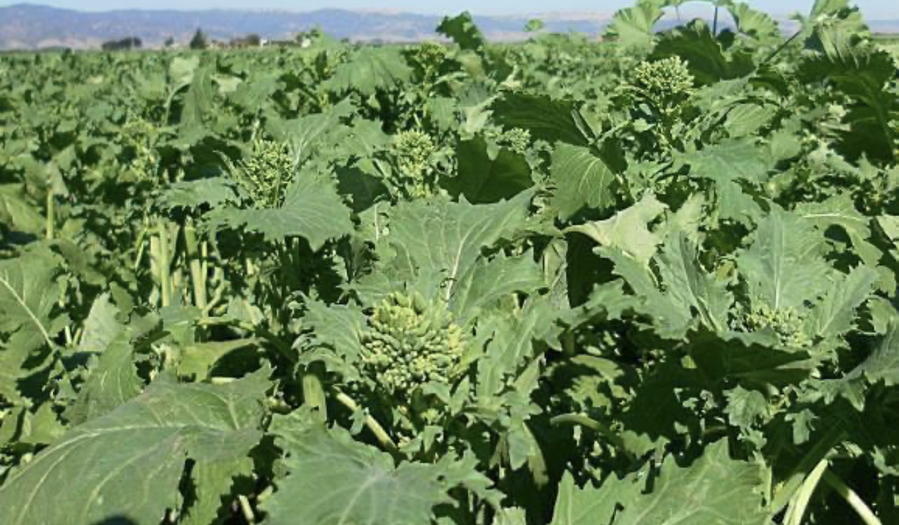 Early Fall Rapini Broccoli Seeds | Heirloom | Tim's Tomatoes