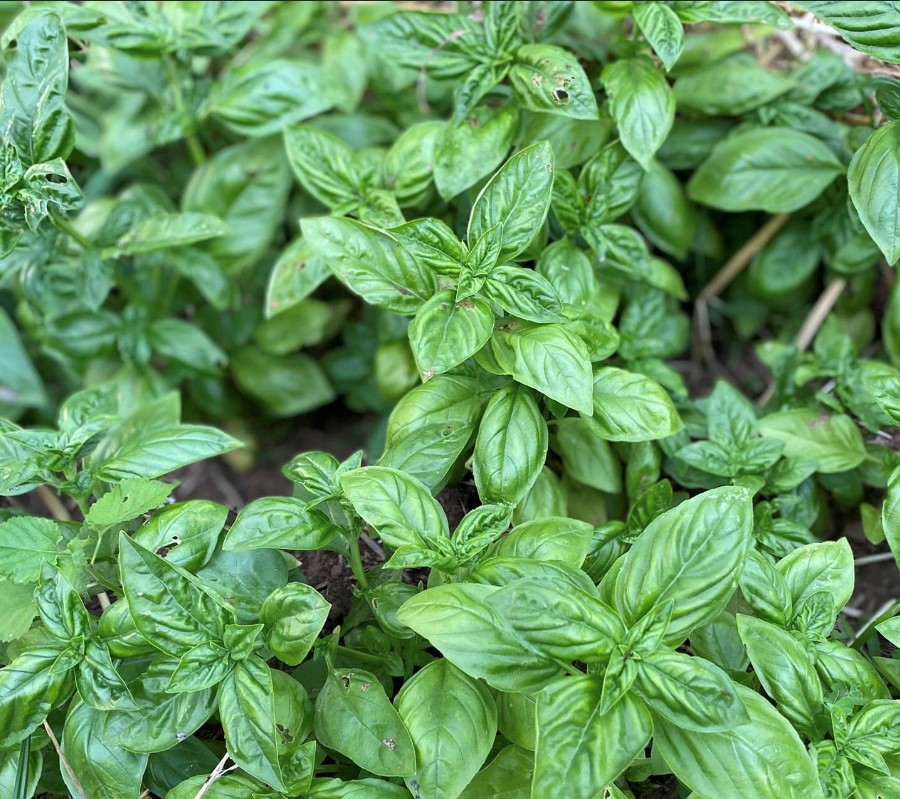 Italian Large Leaf Basil Seeds | Heirloom | Organic Tim's Tomatoes