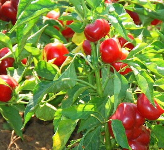 Large Red Cherry Pepper Seeds | Tim's Tomatoes