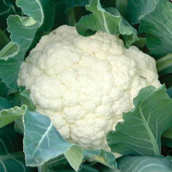 Snowball Cauliflower Seeds | Heirloom | Tim's Tomatoes
