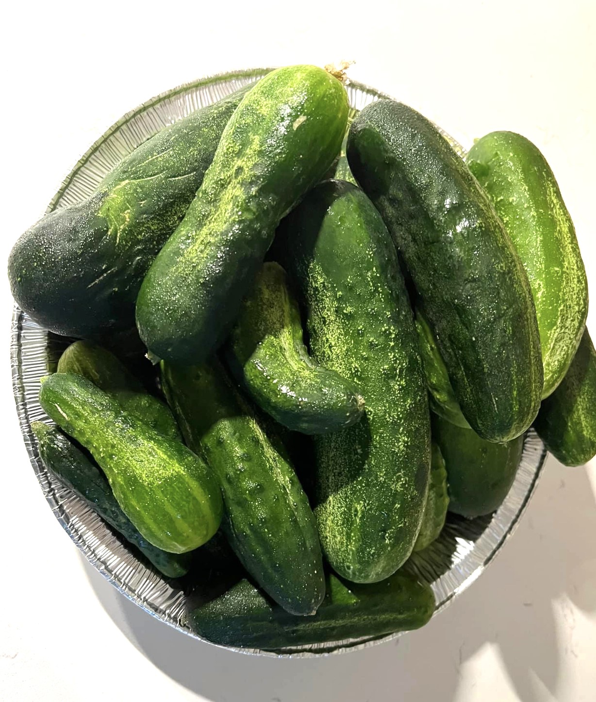 Spacemaster Cucumber Seeds | Heirloom | Tim's Tomatoes