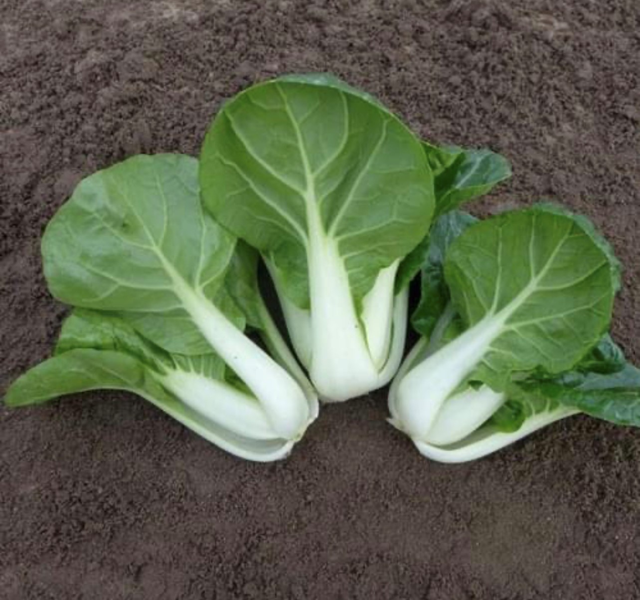 White Stem Bok Choy Cabbage Seeds | Heirloom | Tim's Tomatoes