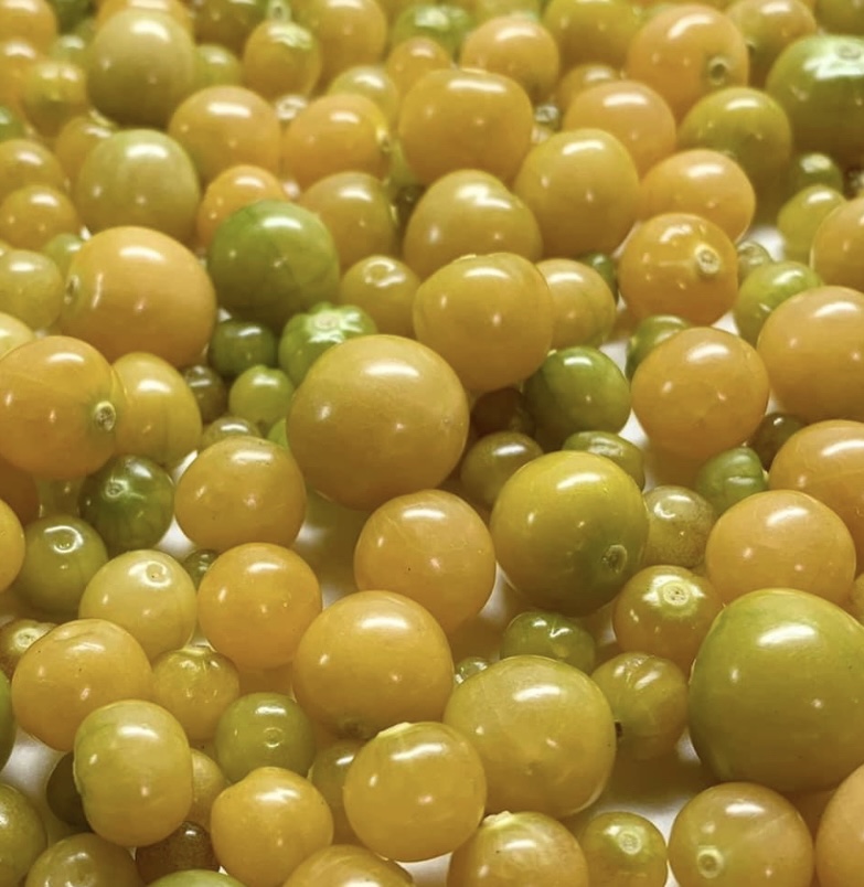 Aunt Molly's Ground Cherry | Heirloom | Tim's Tomatoes