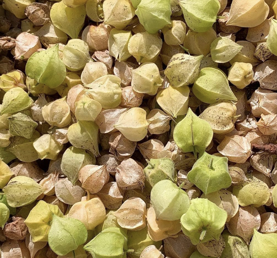 Aunt Molly's Ground Cherry | Heirloom | Tim's Tomatoes