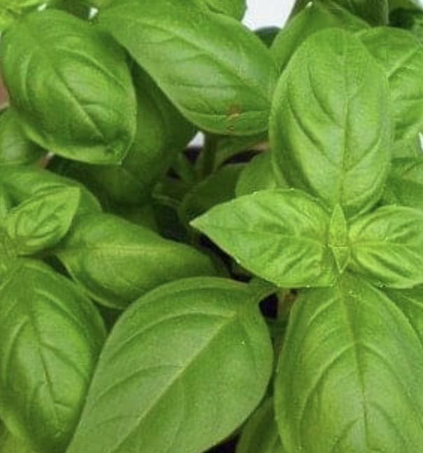 Sweet Basil Seeds | Heirloom | Tim's Tomatoes