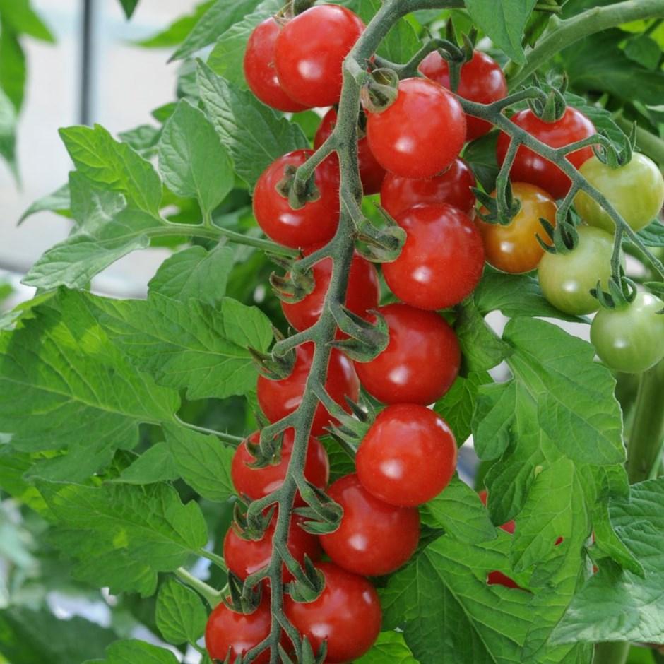 Sweet Chelsea Tomato Seeds | Tim's Tomatoes